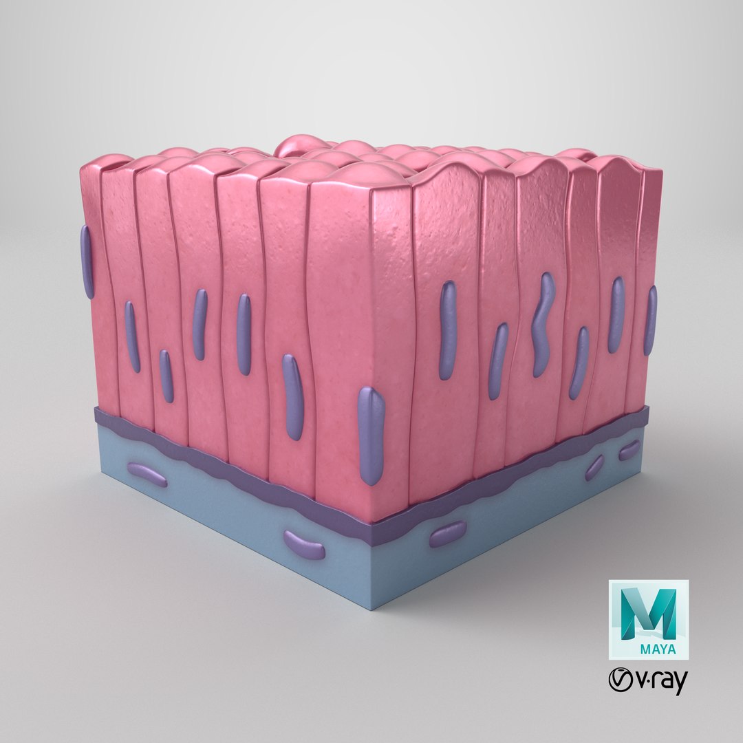 3D Columnar Epithelium Model - TurboSquid 2235610