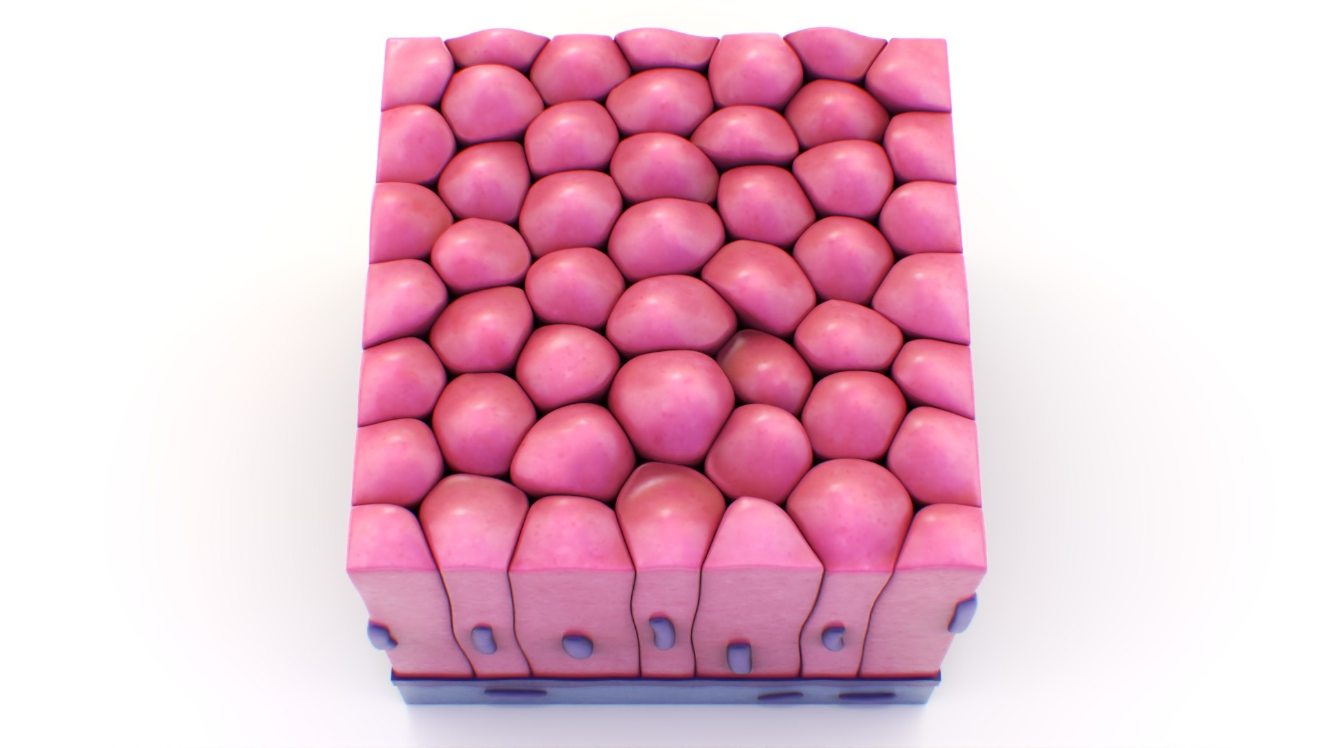 3D Columnar Epithelium Model - TurboSquid 2235610