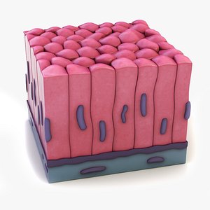 Integumentary System 3D Models for Download | TurboSquid