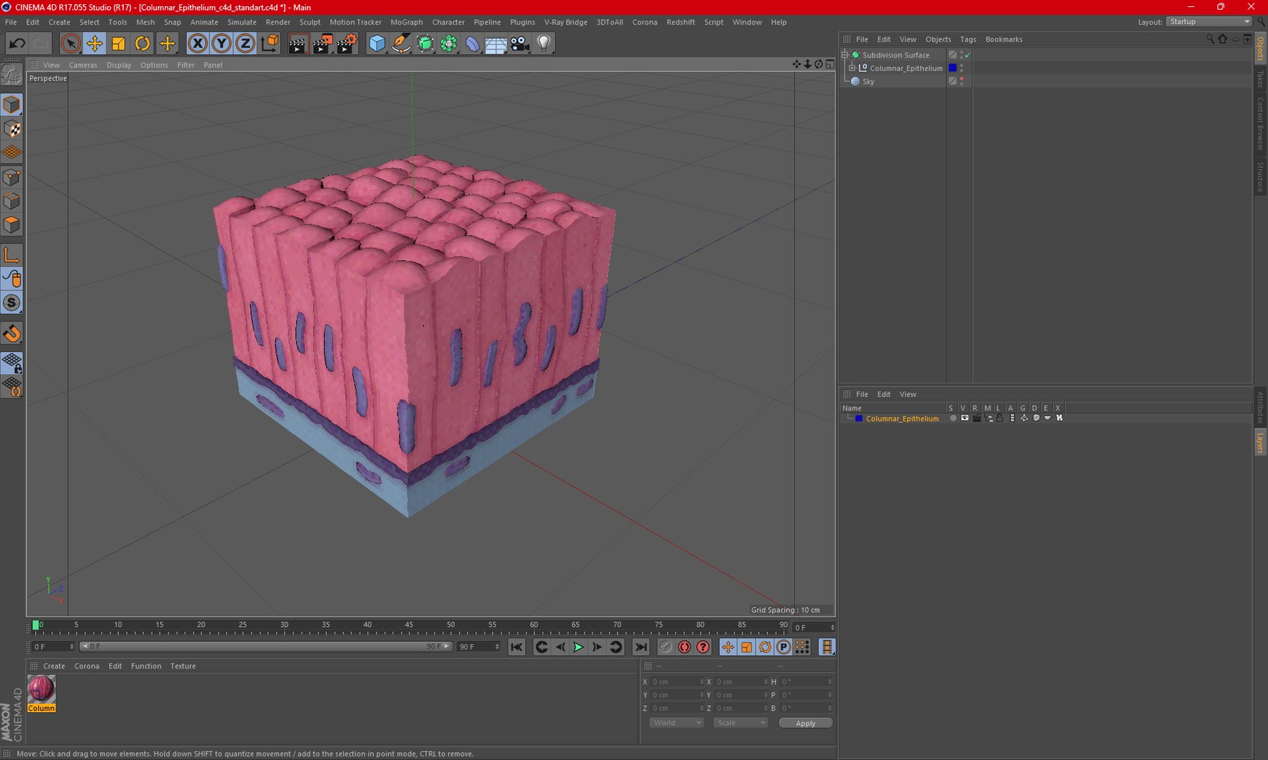 3D Columnar Epithelium Model - TurboSquid 2235610