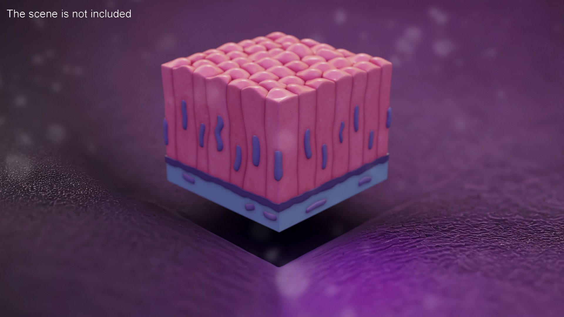 3D Columnar Epithelium Model - TurboSquid 2235610