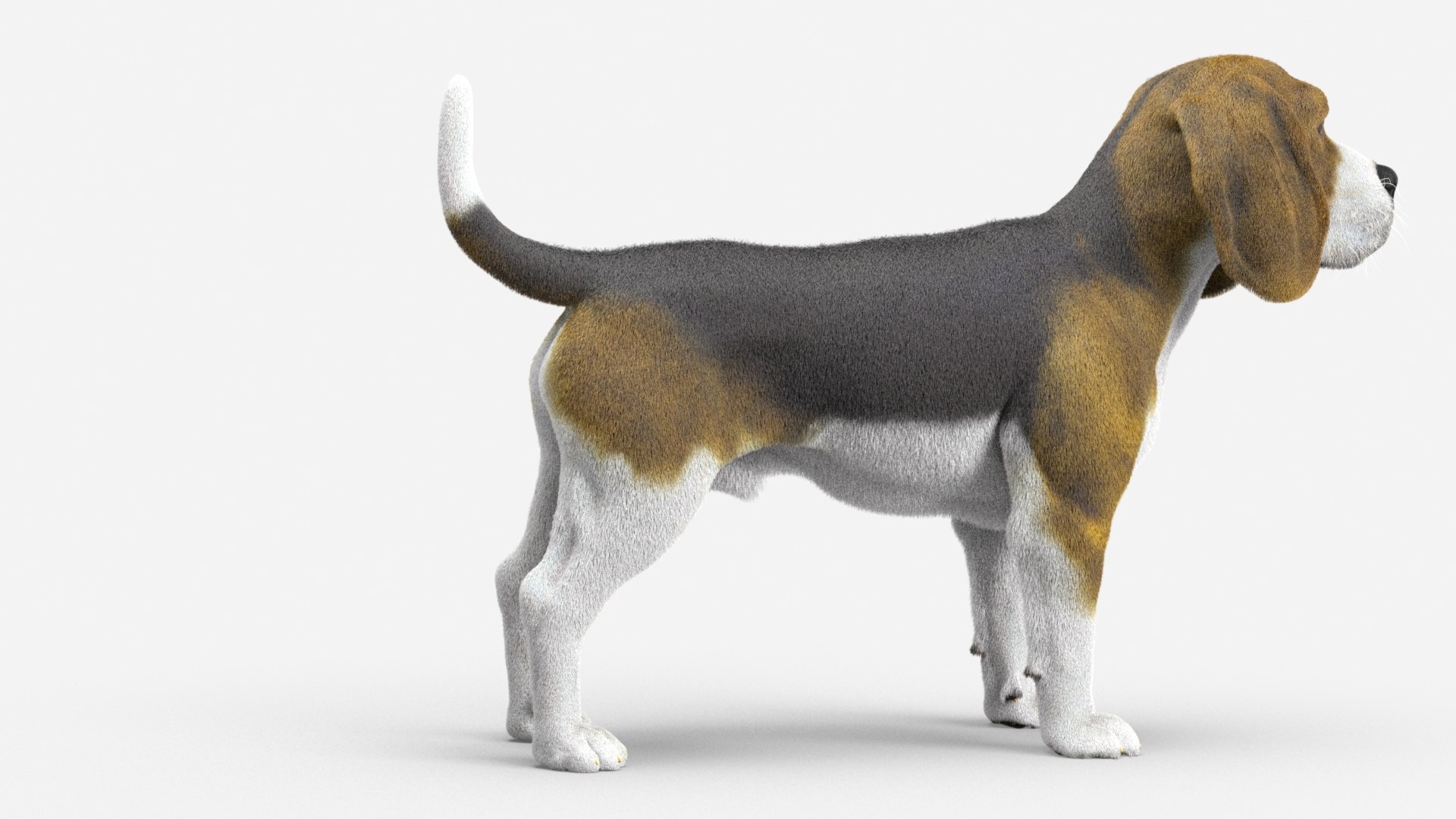 3D Beagle Fur Hair - TurboSquid 1437093