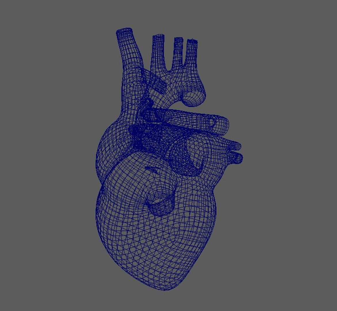 3D Real Heart Model - TurboSquid 1423798