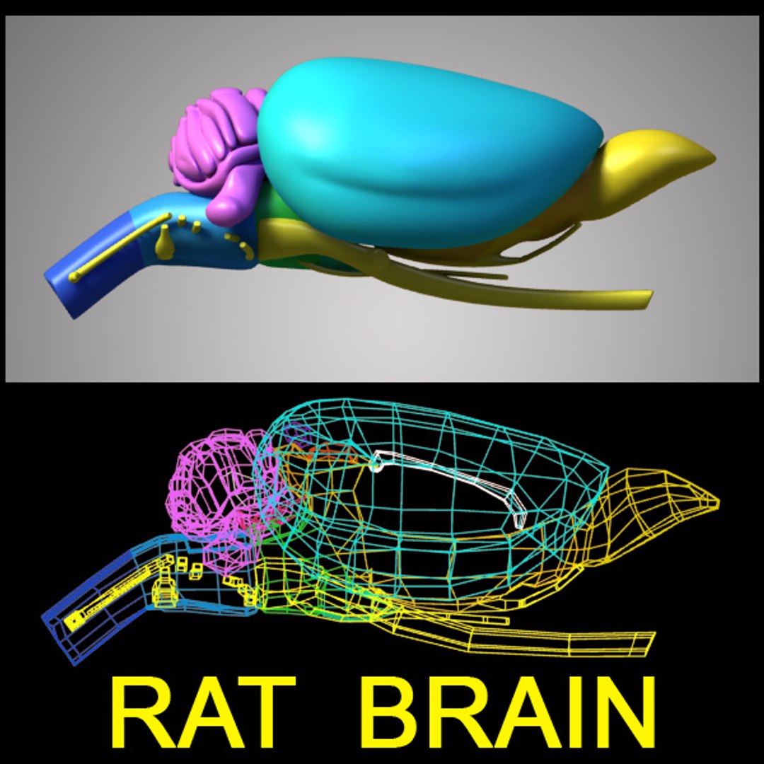 大鼠脑3D模型 - TurboSquid 581548