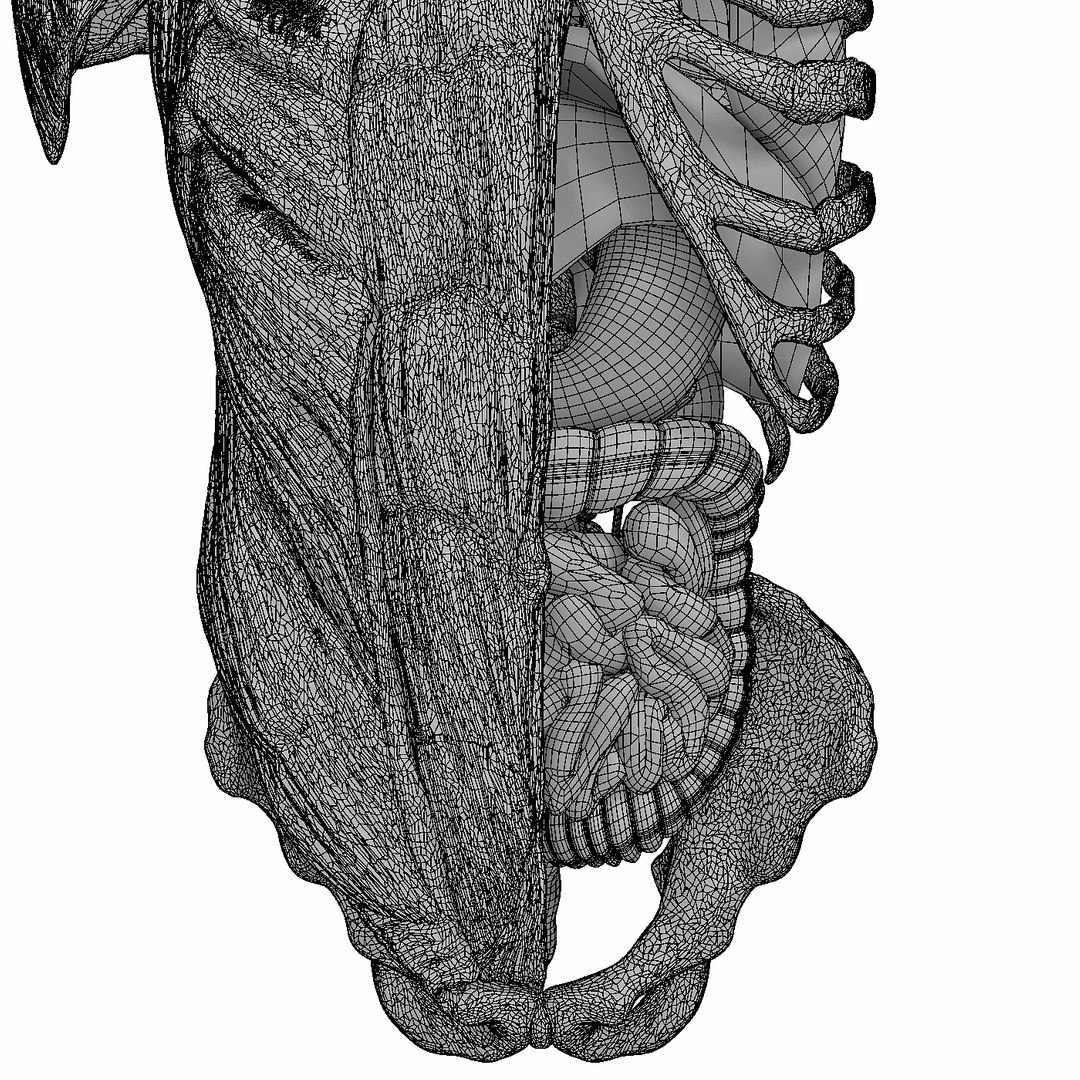 Human Torso 3D Model - TurboSquid 1311684
