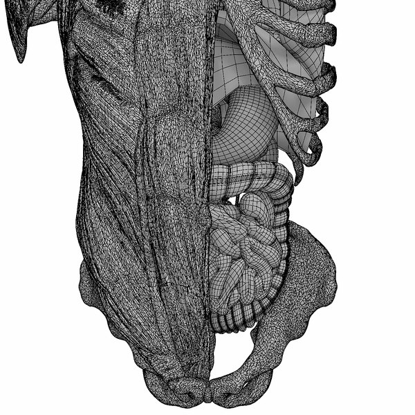 modelo 3d Anatomía completa del torso humano - TurboSquid 1311684