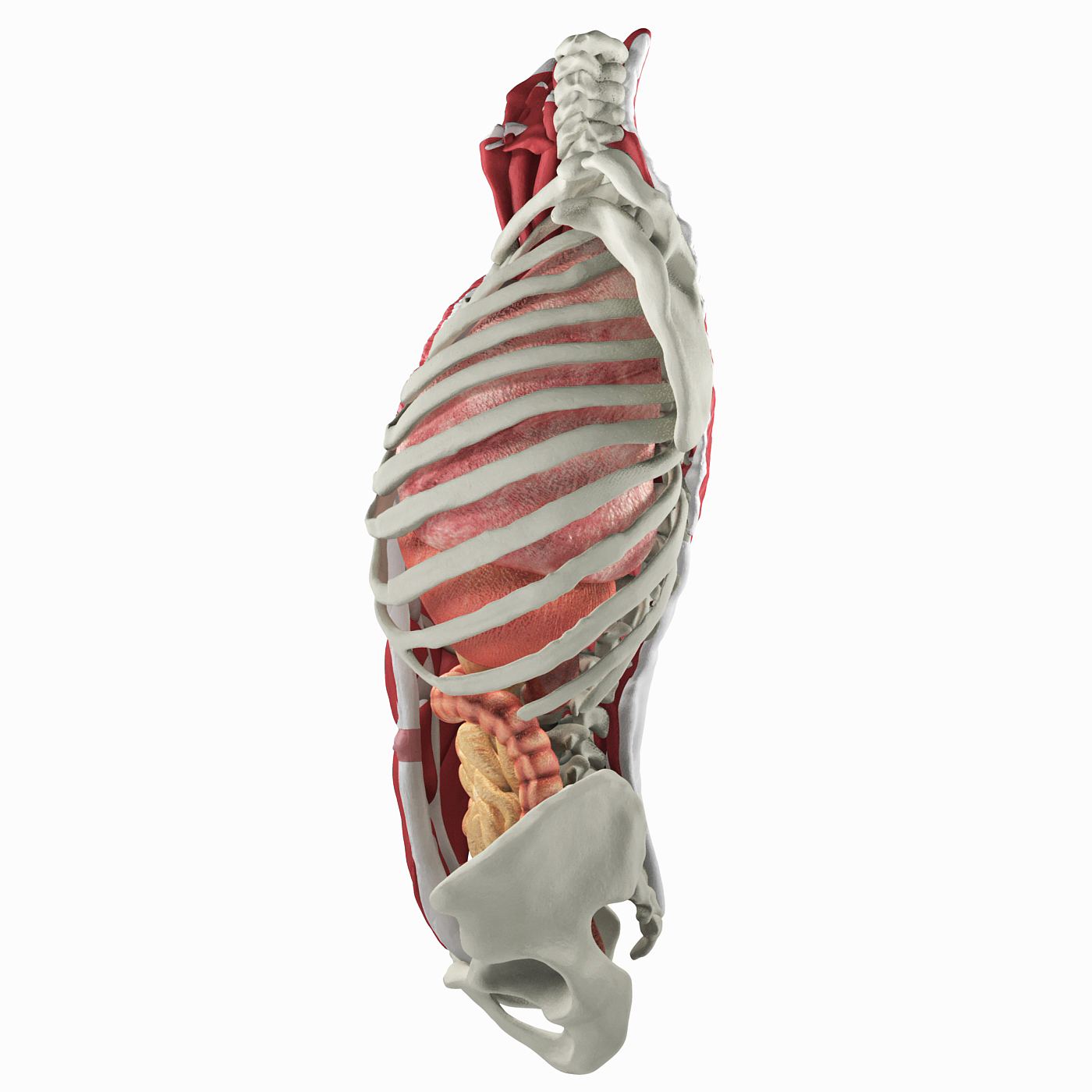 modelo 3d Anatomía completa del torso humano - TurboSquid 1311684