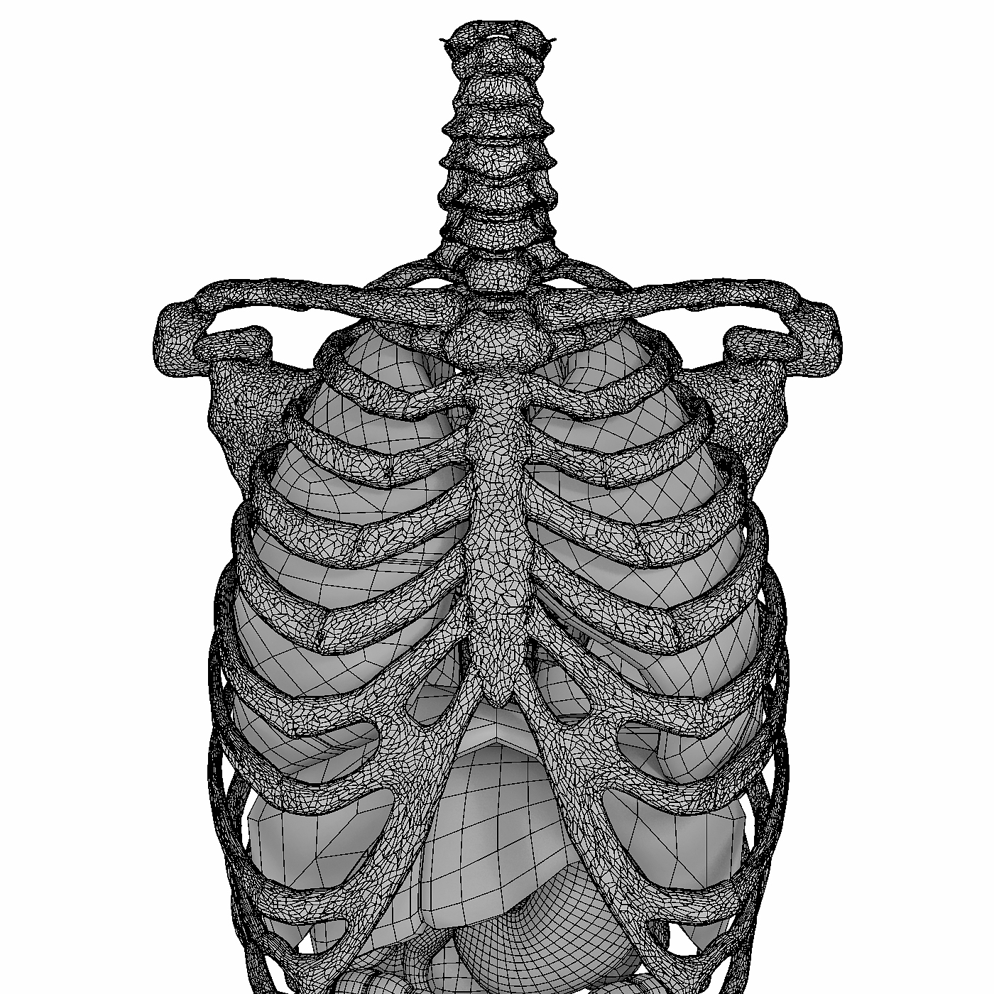modelo 3d Anatomía completa del torso humano - TurboSquid 1311684