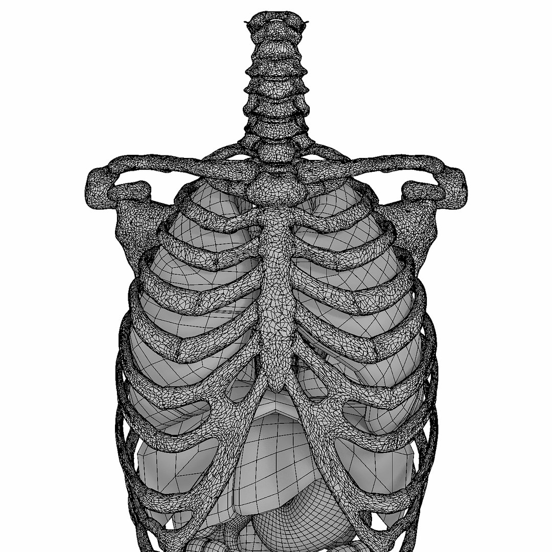 Human Torso 3D Model - TurboSquid 1311684