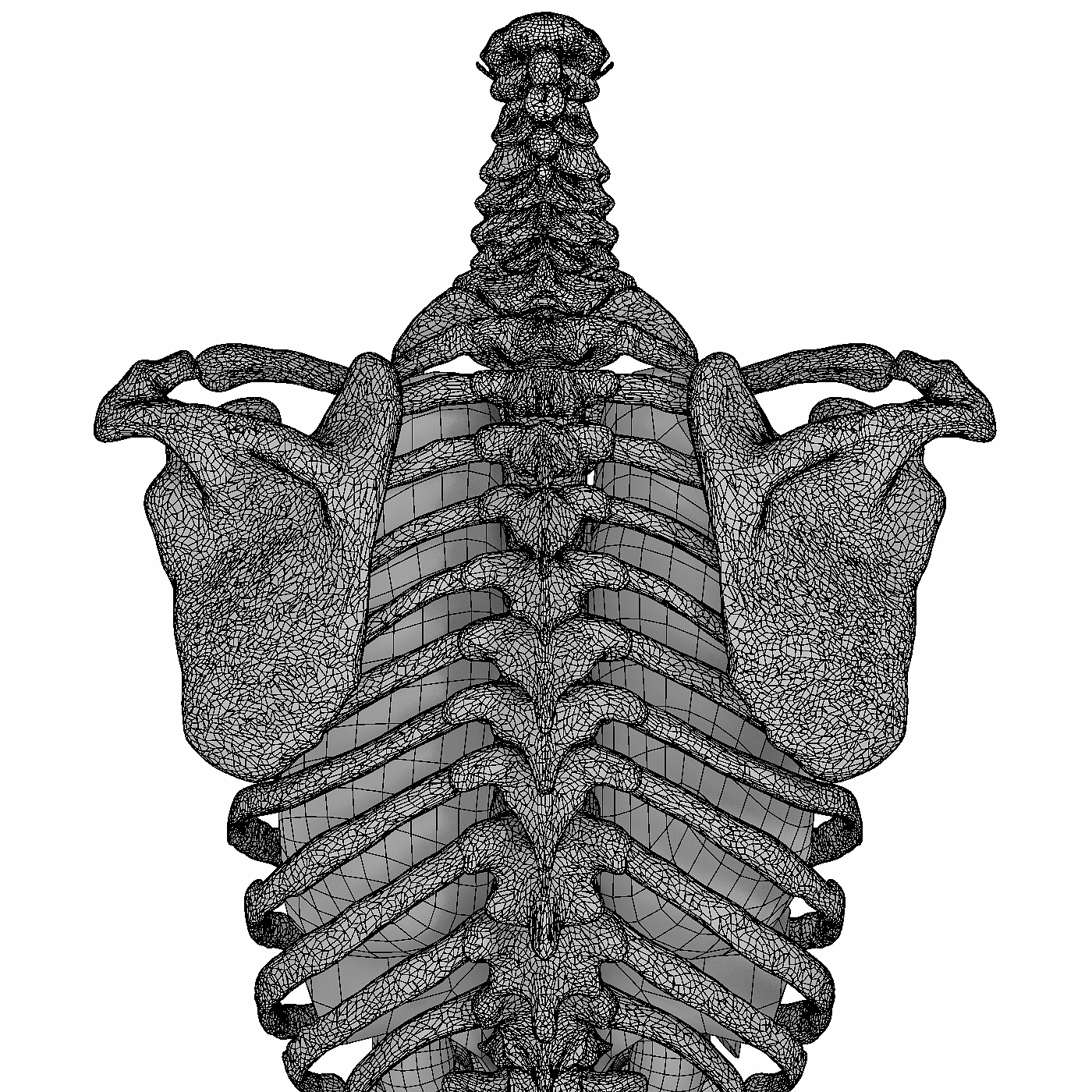 modelo 3d Anatomía completa del torso humano - TurboSquid 1311684