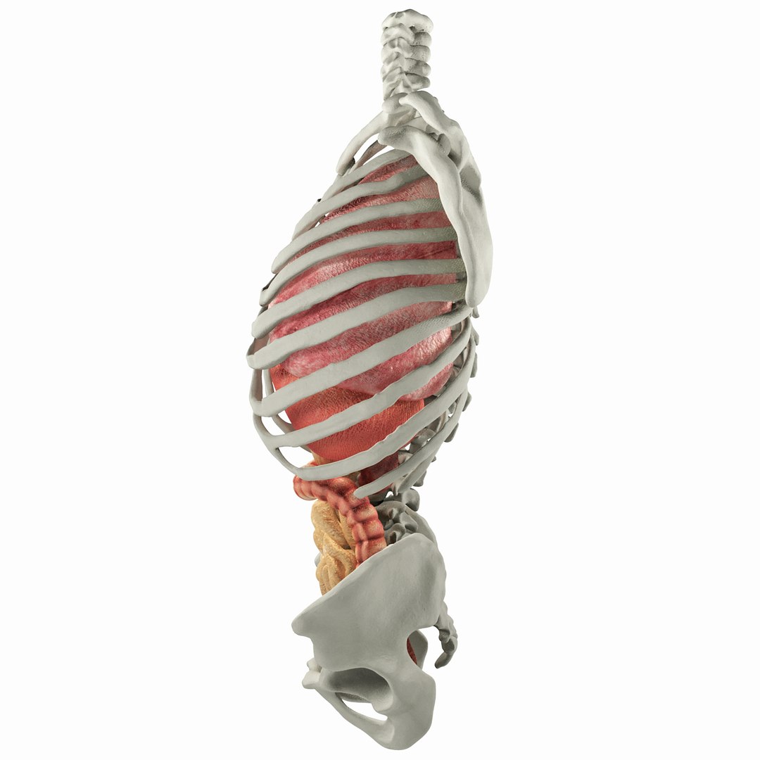 Human Torso 3D Model - TurboSquid 1311684