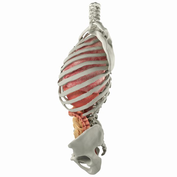 modelo 3d Anatomía completa del torso humano - TurboSquid 1311684