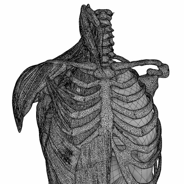 modelo 3d Anatomía completa del torso humano - TurboSquid 1311684