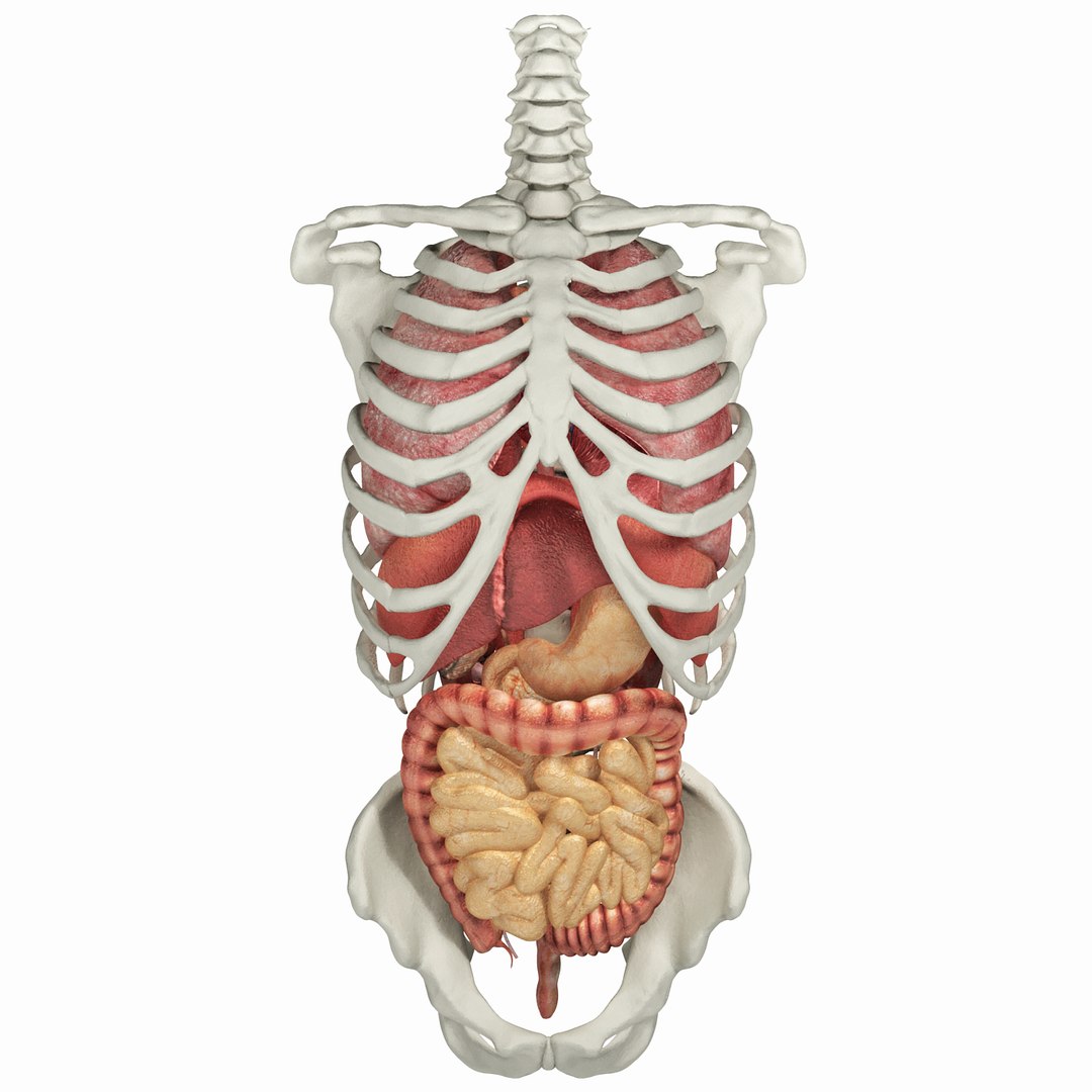 Human Torso 3D Model - TurboSquid 1311684