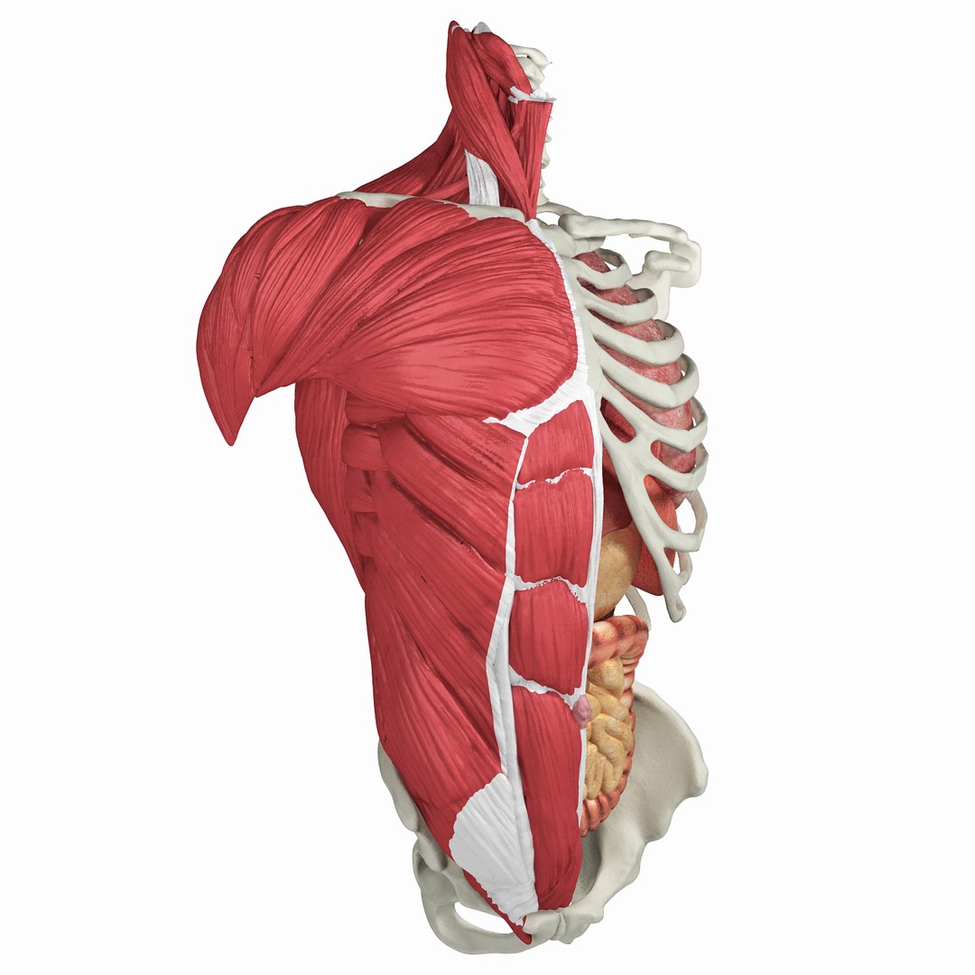 Human Torso 3D Model - TurboSquid 1311684