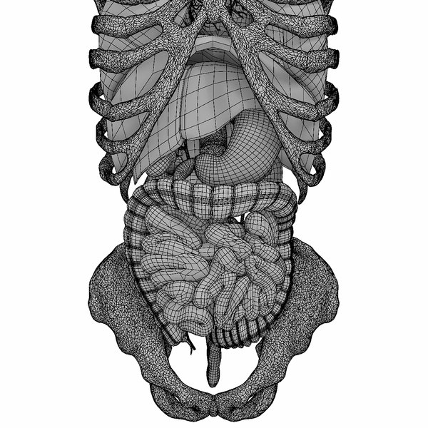 modelo 3d Anatomía completa del torso humano - TurboSquid 1311684