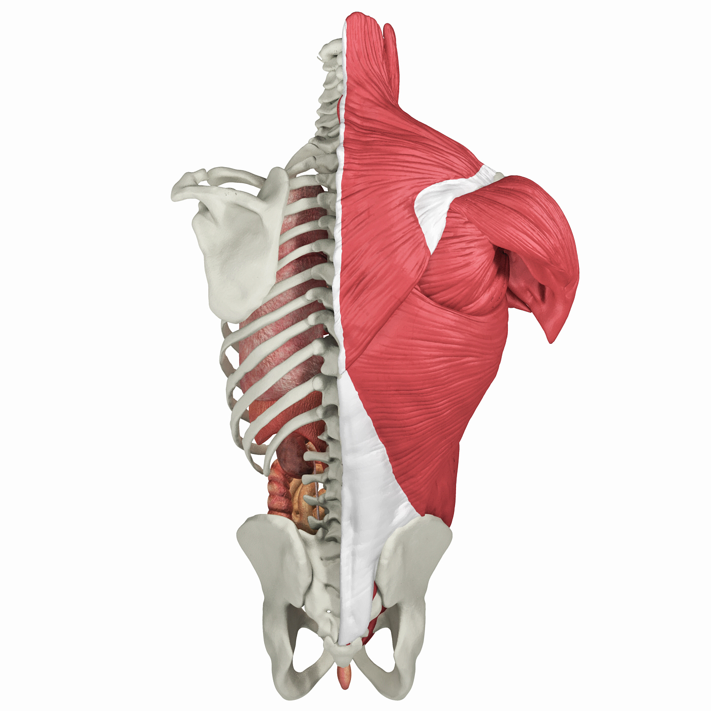 modelo 3d Anatomía completa del torso humano - TurboSquid 1311684