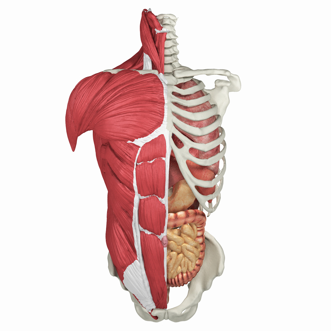 Anatomia do tronco humano completo Modelo 3D - TurboSquid 1311684