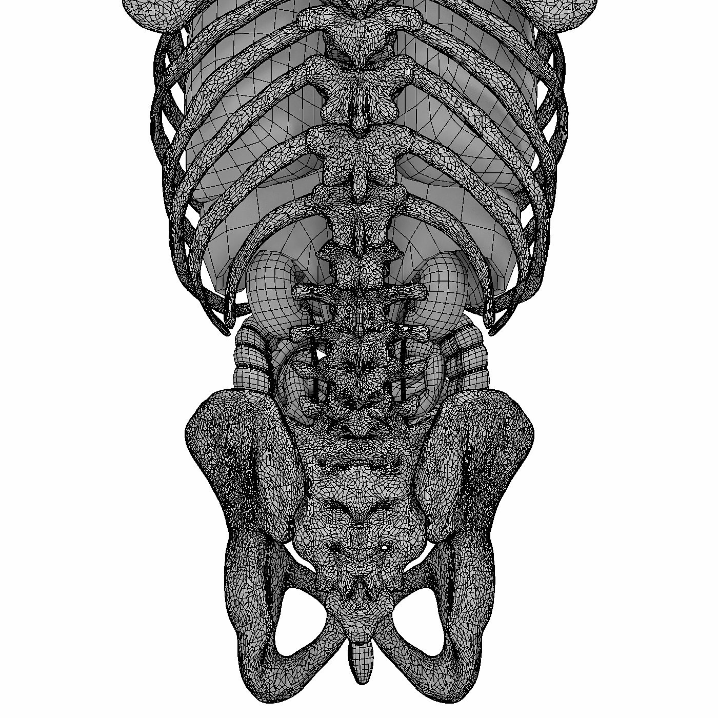 modelo 3d Anatomía completa del torso humano - TurboSquid 1311684