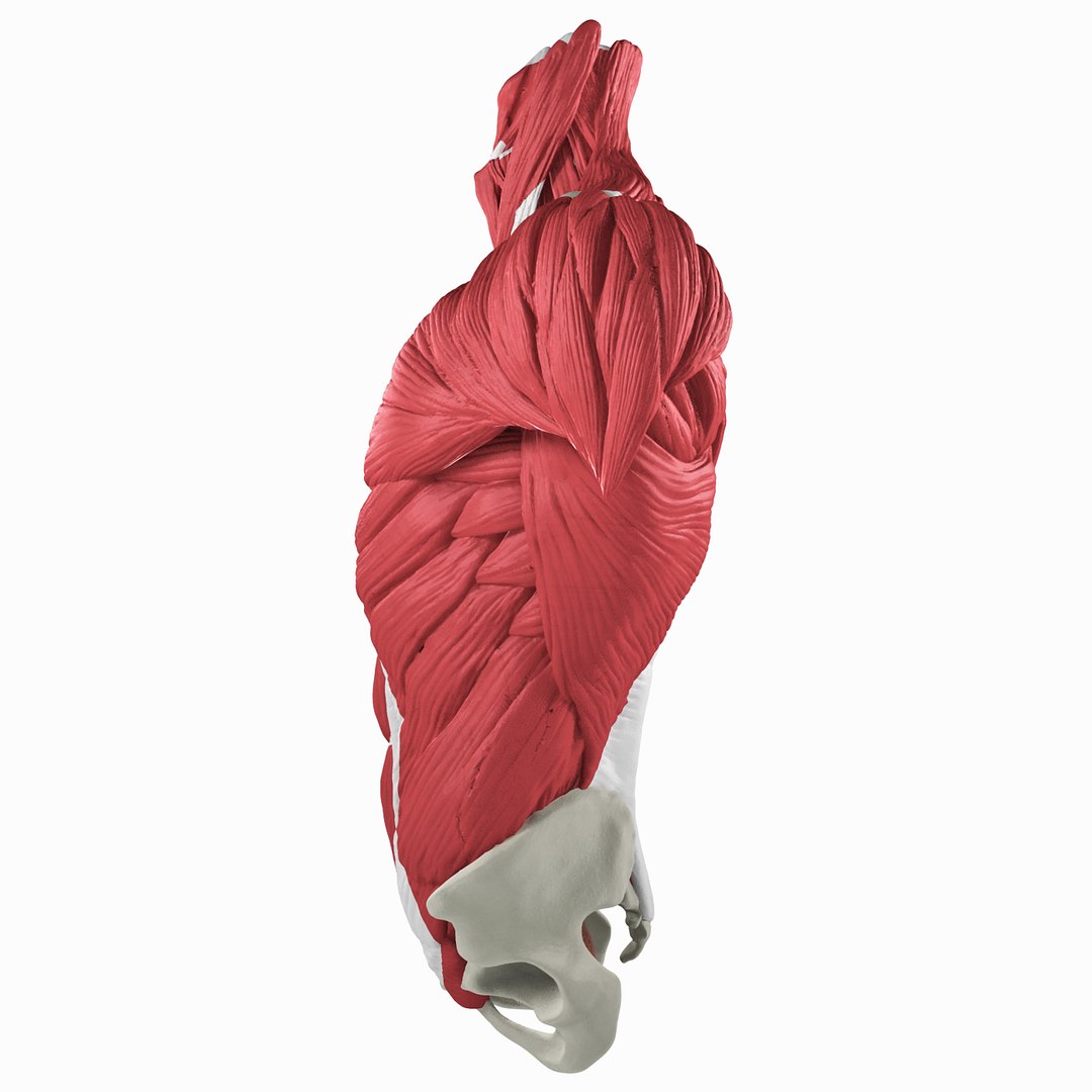 Human Torso 3D Model - TurboSquid 1311684