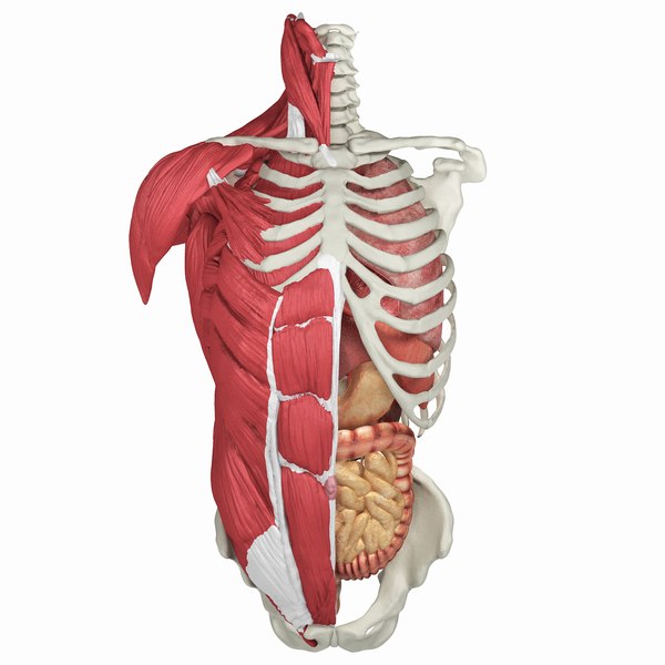 modelo 3d Anatomía completa del torso humano - TurboSquid 1311684