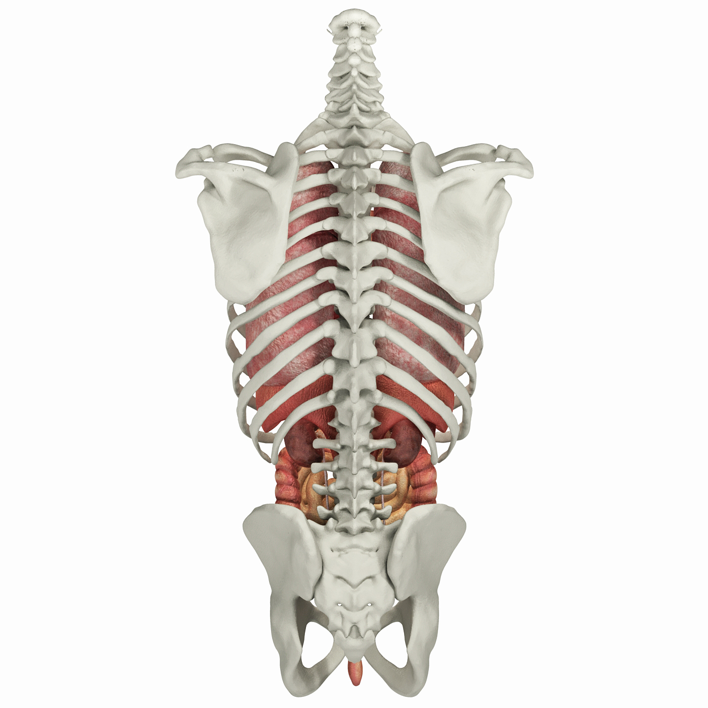 modelo 3d Anatomía completa del torso humano - TurboSquid 1311684