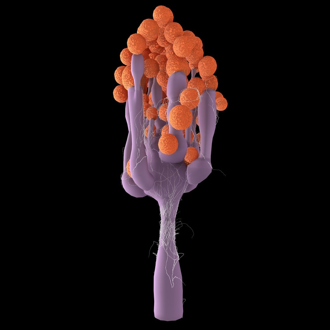 Penicillin Fungus 3d C4d