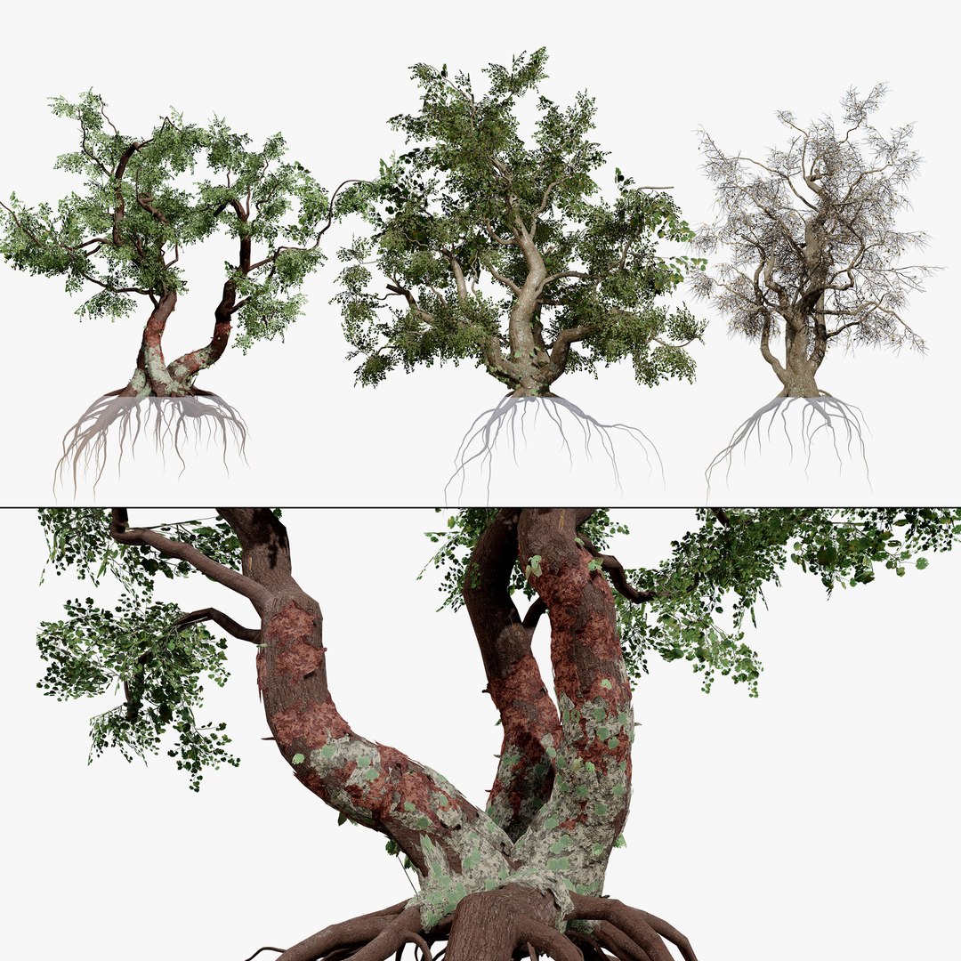 Common Star Chestnut 3D Model - TurboSquid 2405529