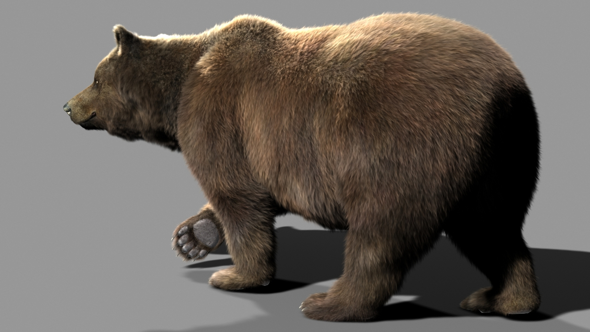 3d bear animation