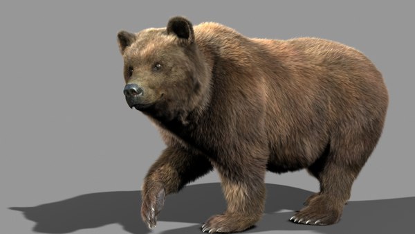3d bear animation