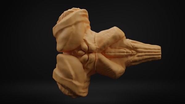 modelo 3d Tronco encefálico - TurboSquid 2160716