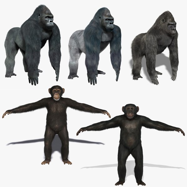 Chimpanzee 3D Models for Download | TurboSquid