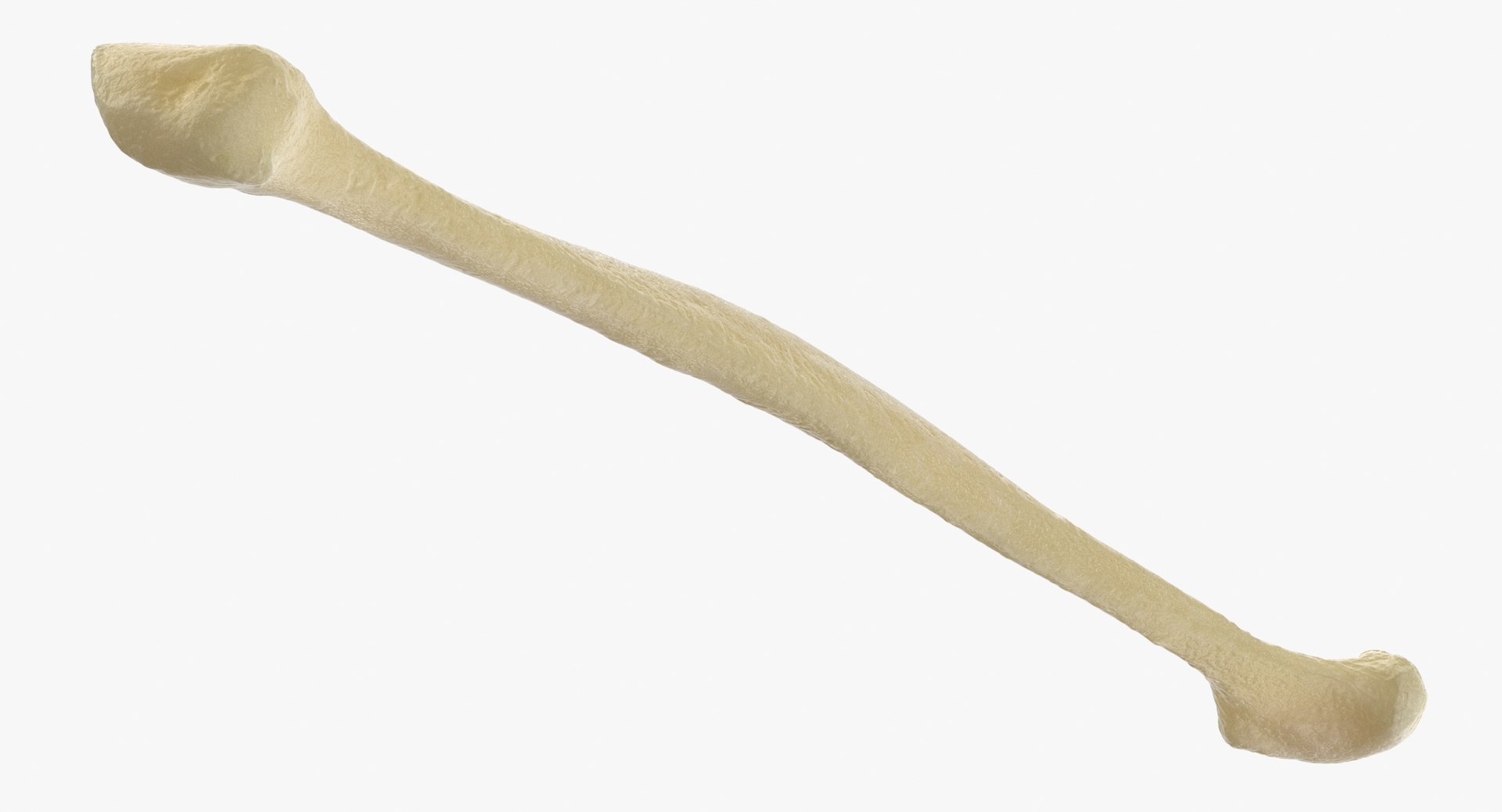 Pavian monkey male fibula 3D - TurboSquid 1577826