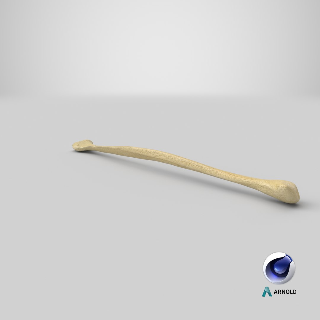 Pavian monkey male fibula 3D - TurboSquid 1577826