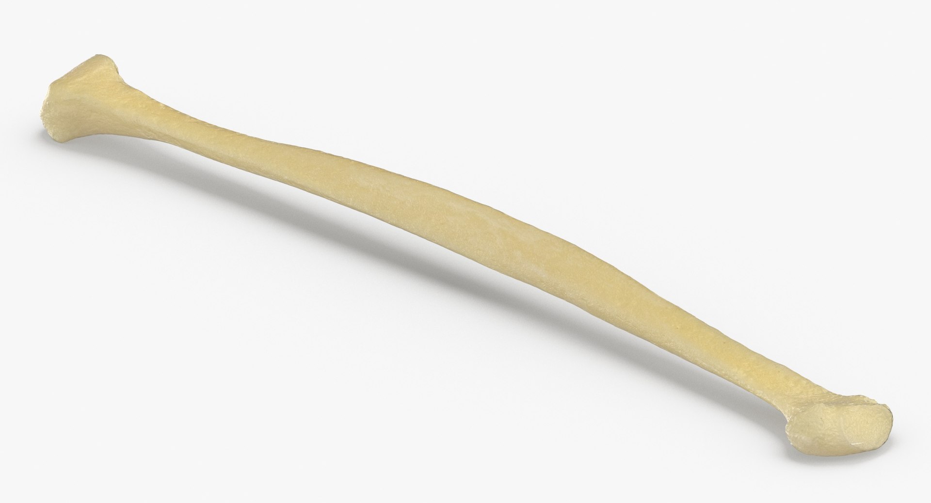 Pavian monkey male fibula 3D - TurboSquid 1577826