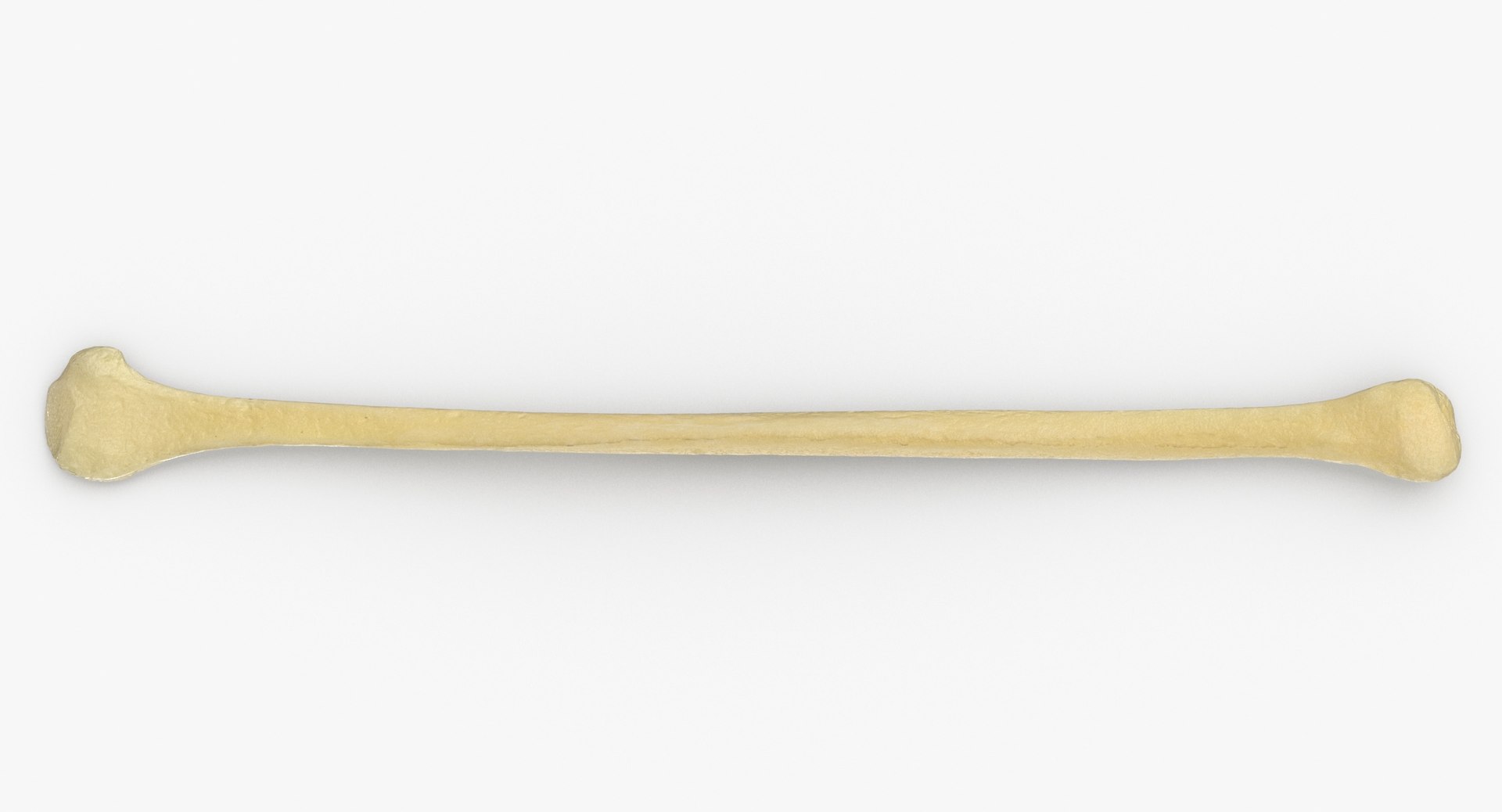 Pavian monkey male fibula 3D - TurboSquid 1577826