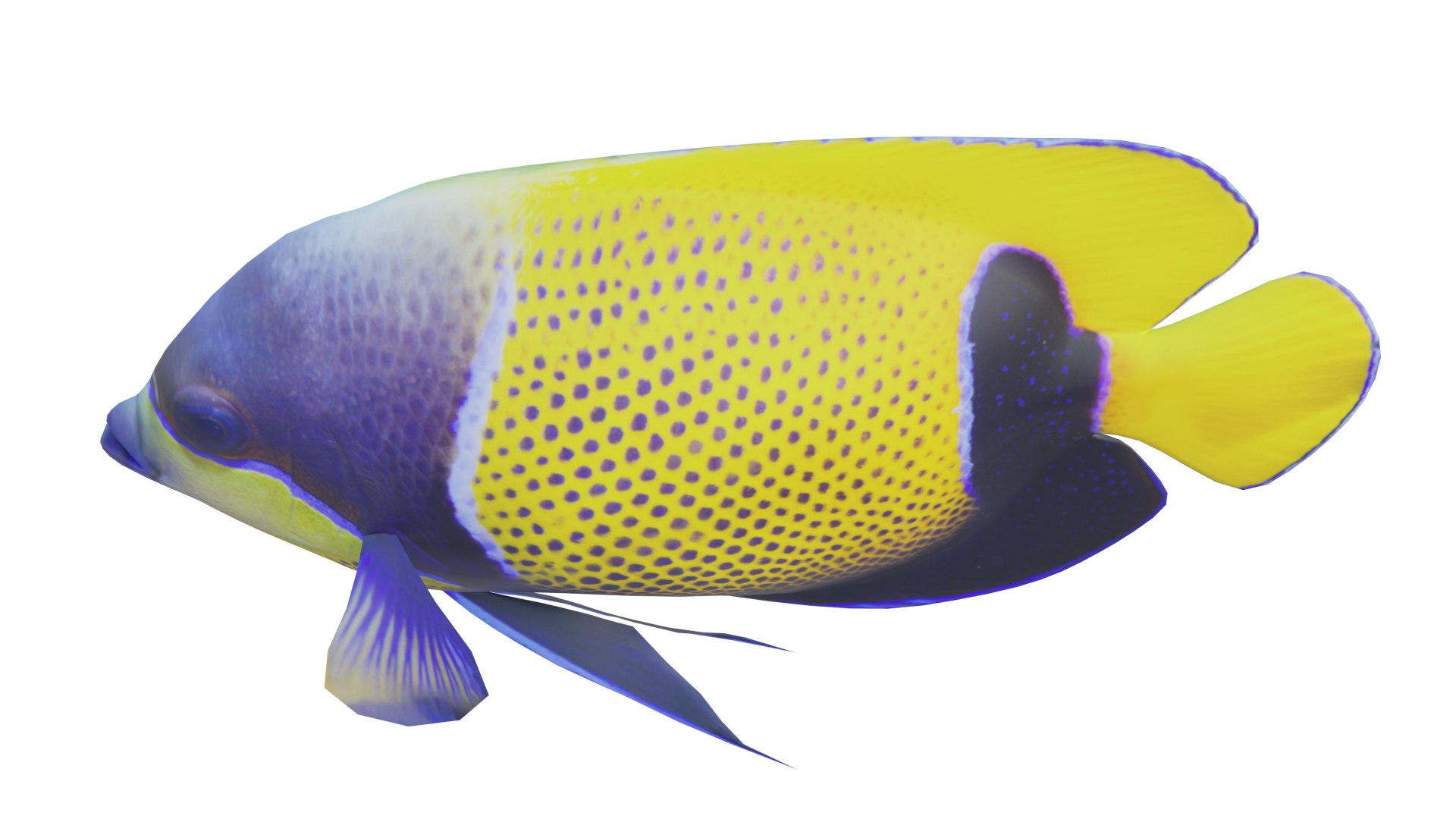 Bluegirdled Angel Fish 04 Model - TurboSquid 1863588