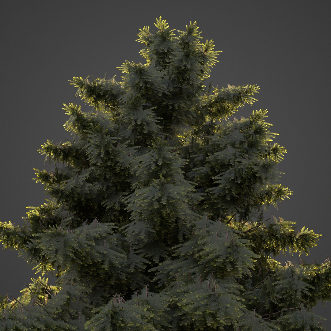 Tree Nature Conifer 3D Model - TurboSquid 1676994