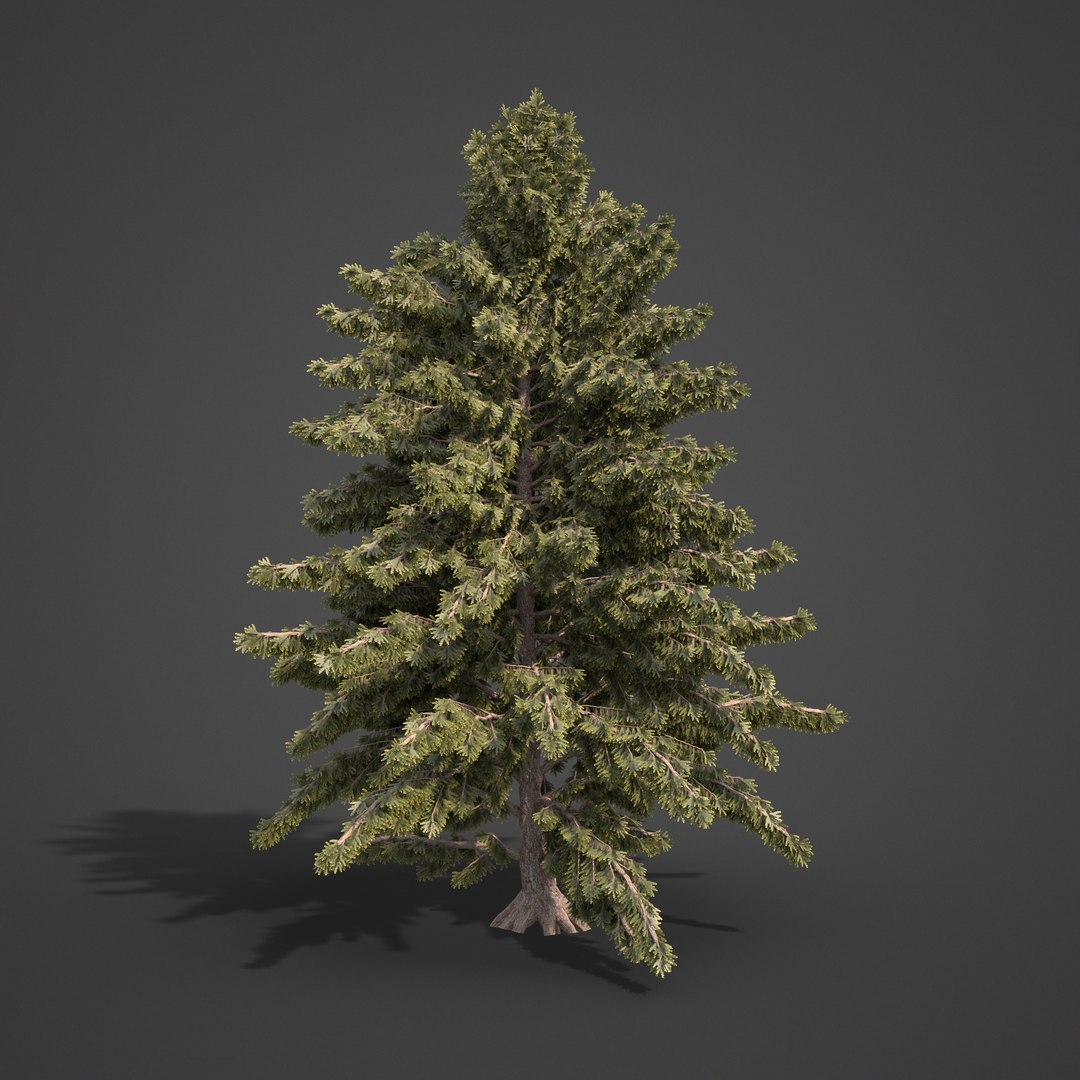 Tree Nature Conifer 3D Model - TurboSquid 1676994