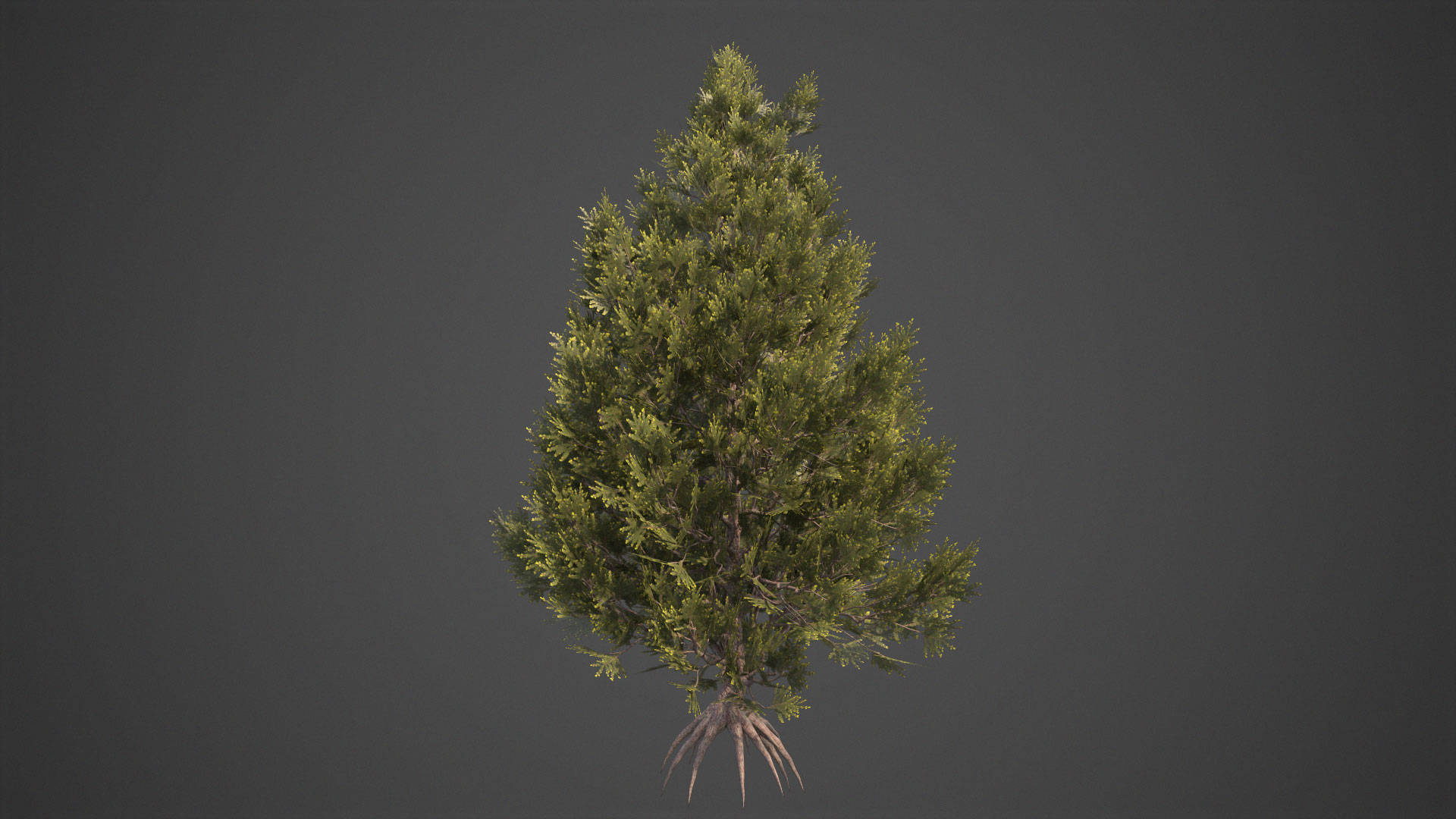 Tree Nature Conifer 3D Model - TurboSquid 1676994