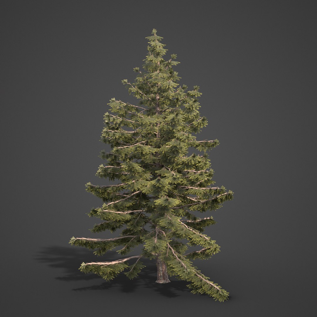 Tree Nature Conifer 3D Model - TurboSquid 1676994
