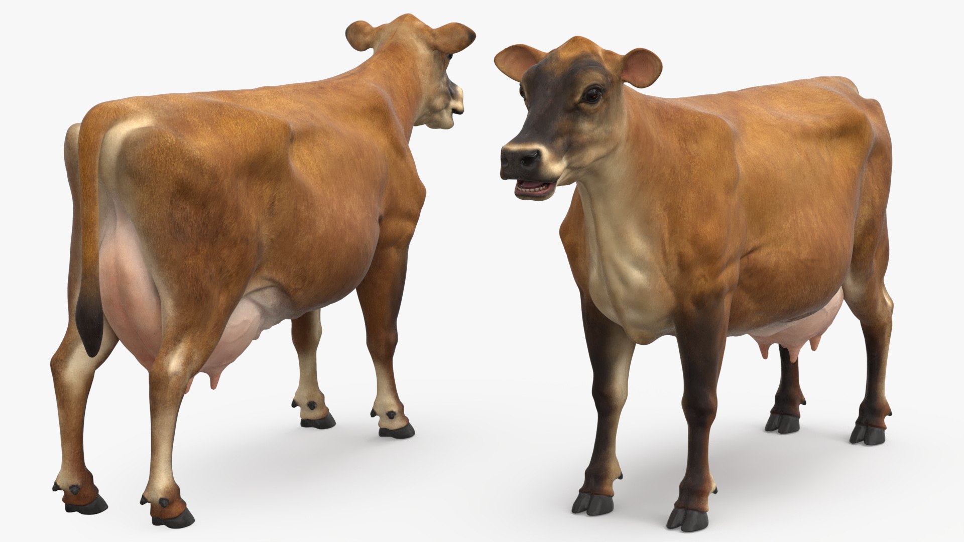 3D Cattle Cow - TurboSquid 2311815