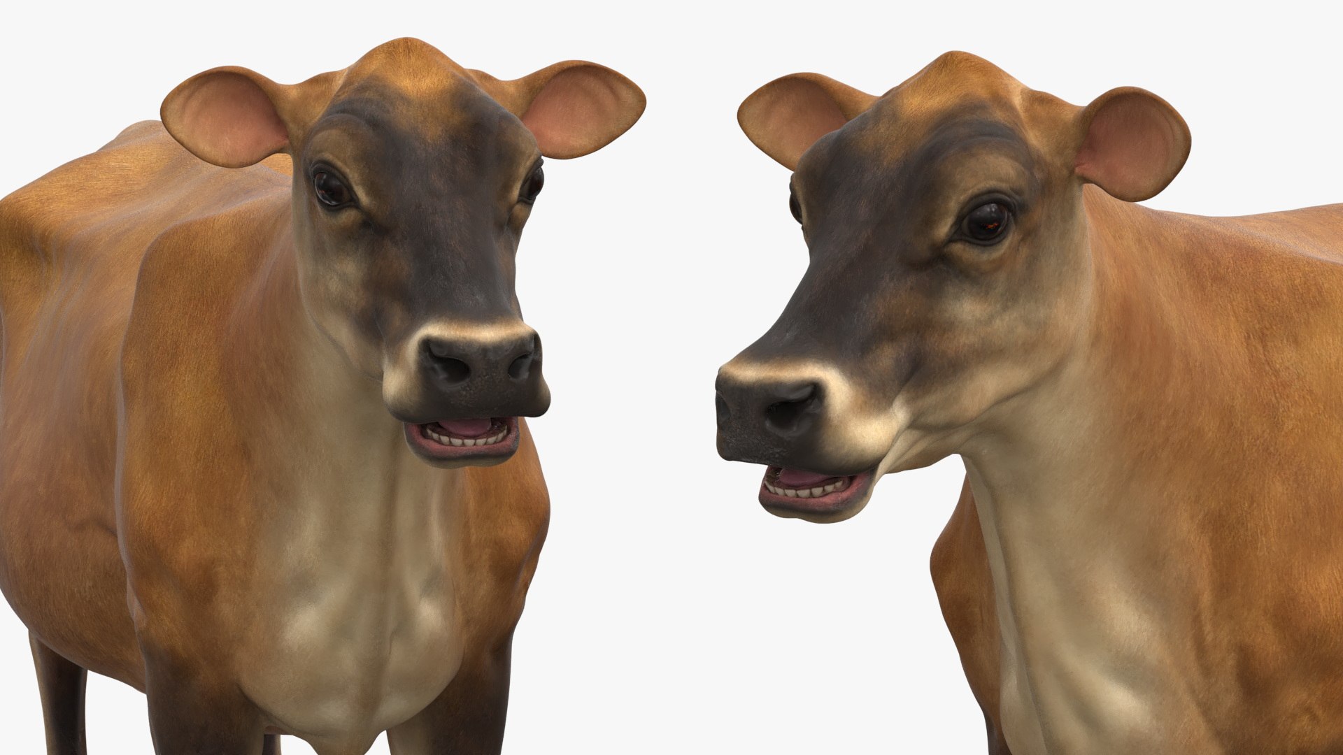 3D Cattle Cow - TurboSquid 2311815