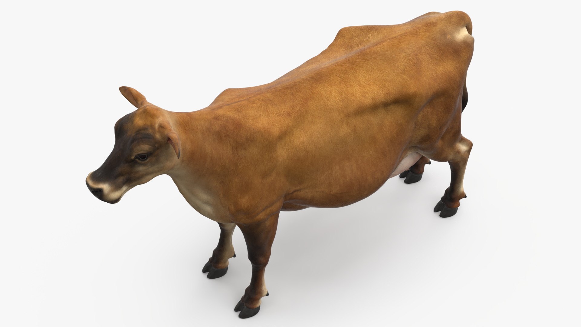 3D Cattle Cow - TurboSquid 2311815
