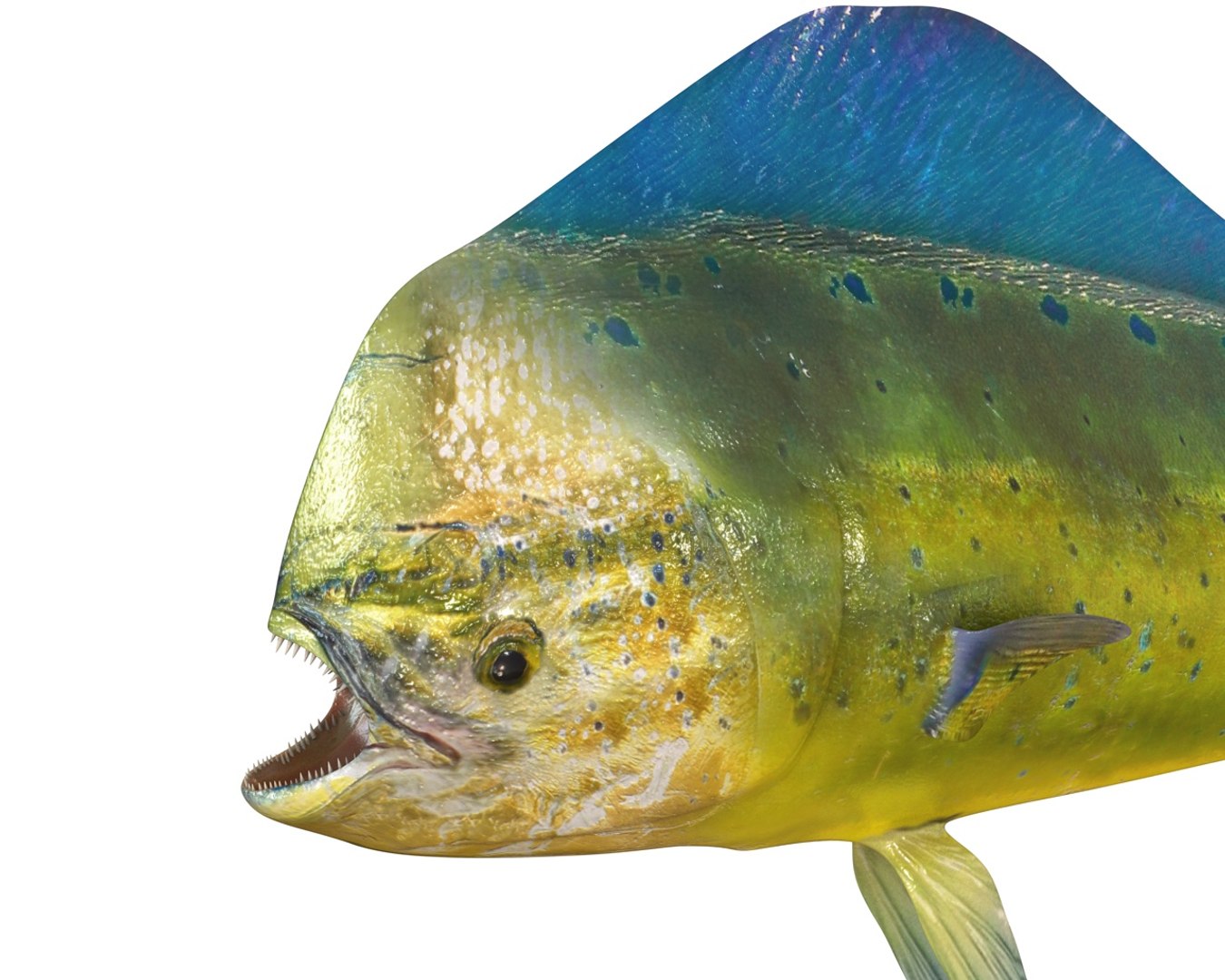 Fish Model - TurboSquid 1551938