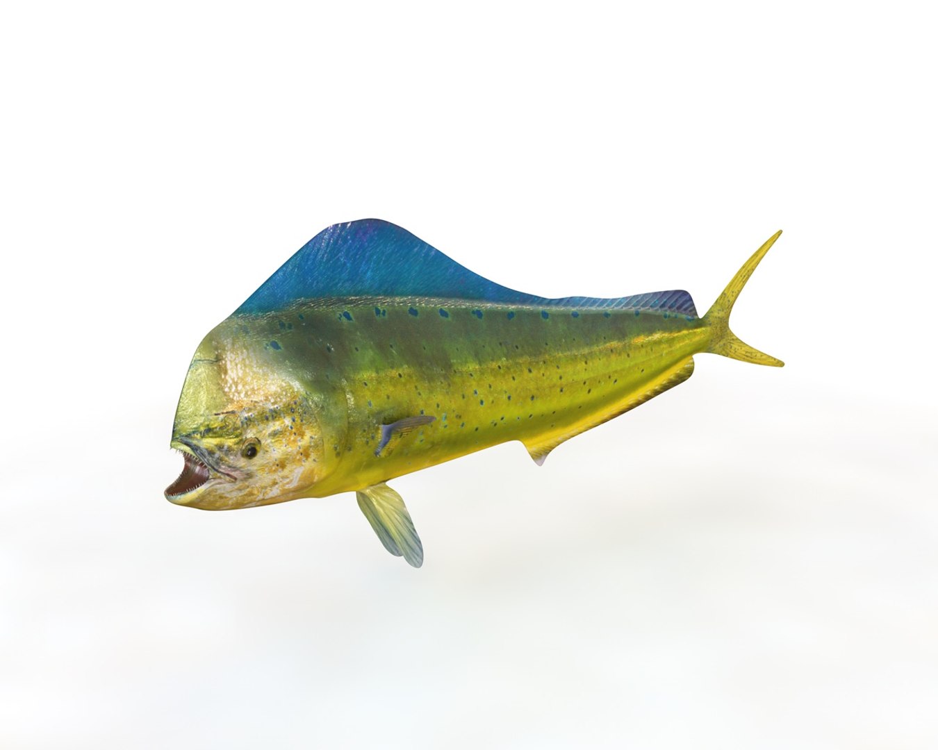 Fish Model - TurboSquid 1551938