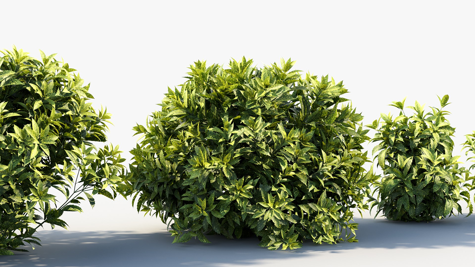 Aucuba Japonica Japanese Laurel 3D Model - TurboSquid 2060046