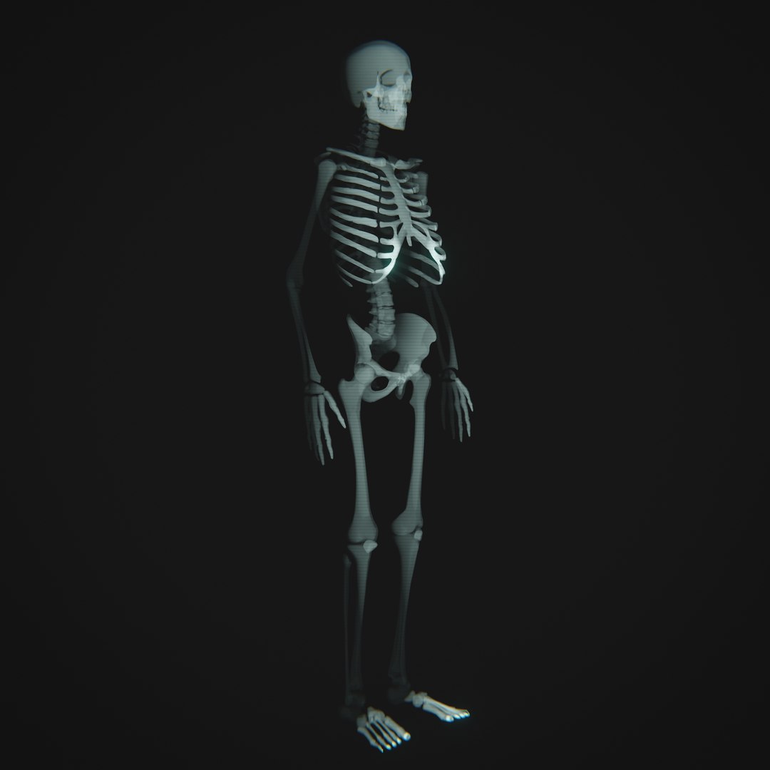 Human Xray Animated 3D Model - TurboSquid 1815348