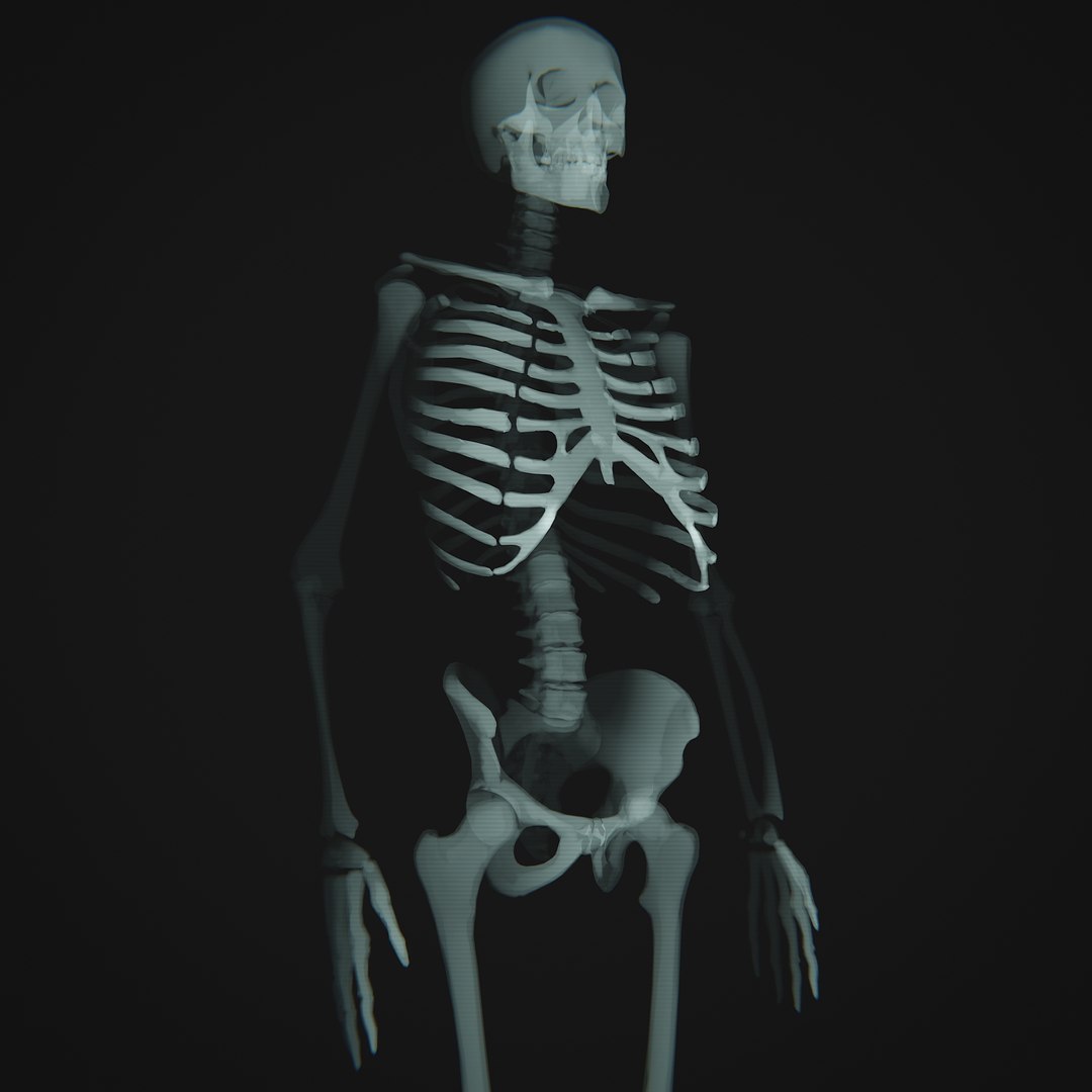 Human Xray Animated 3D Model - TurboSquid 1815348