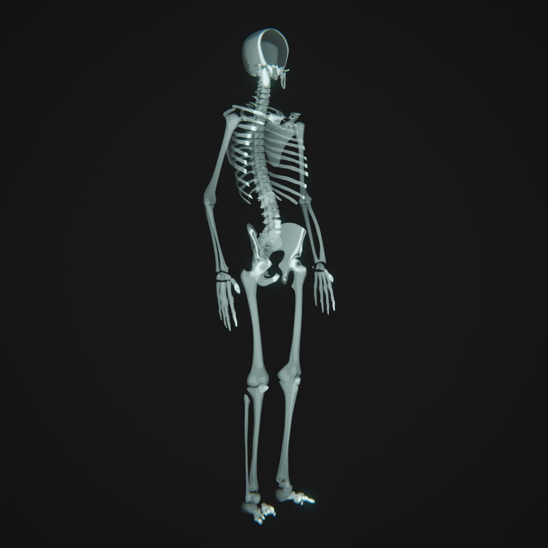 Human Xray Animated 3D Model - TurboSquid 1815348